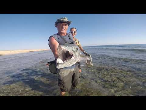 Barracuda Fish - Wholesale Price & Mandi Rate for Barracuda Fish in India