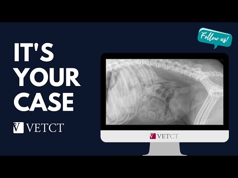 It's your case - 1yo mn Rat Terrier with anorexia and vomitus