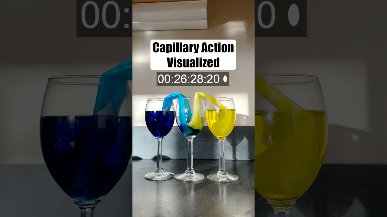 This Paper Towel Experiment Explains Capillary Action