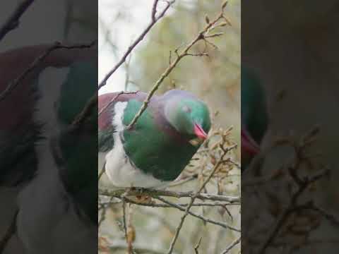 Wood Pigeon, New Zealand Kereru eating Kōwhai Flower buds #birds #nature #garden