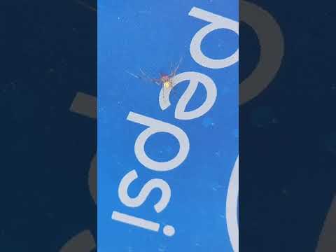 Prowling Spider