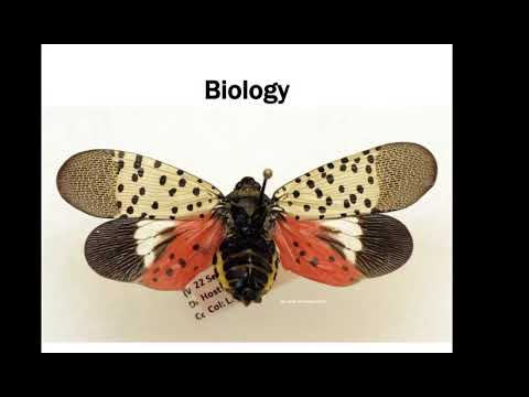 Spotted Lanternfly: Everything You Need to Know in 30 minutes