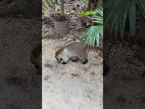 Coatimundi (A rare specie to watch.)