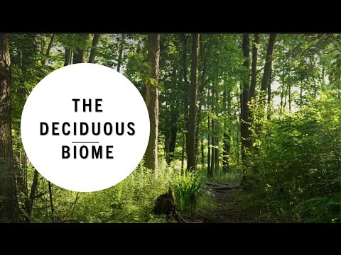 Explore the Stunning Seasons of North America's Temperate Deciduous Forest! [6 of 9 Biomes]