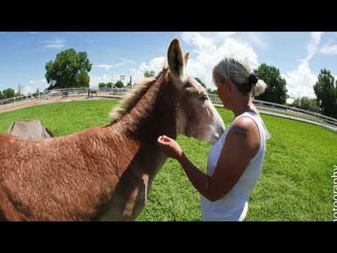 Remembering Ellsworth | Morning Bray Farm