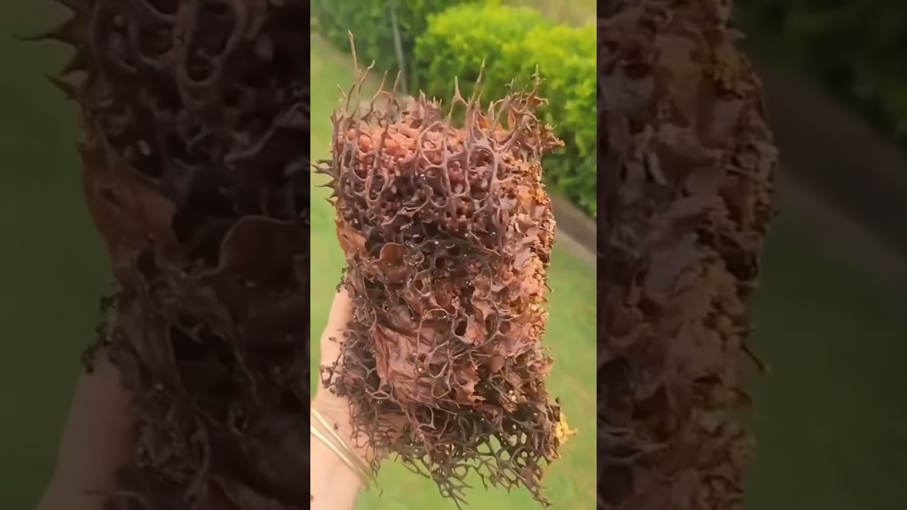 Ever heard of a bee that eats meat? Meet the vulture bee #wildlife #animals #facts