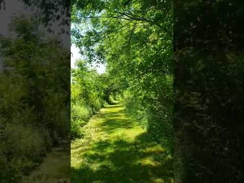 The windswept path