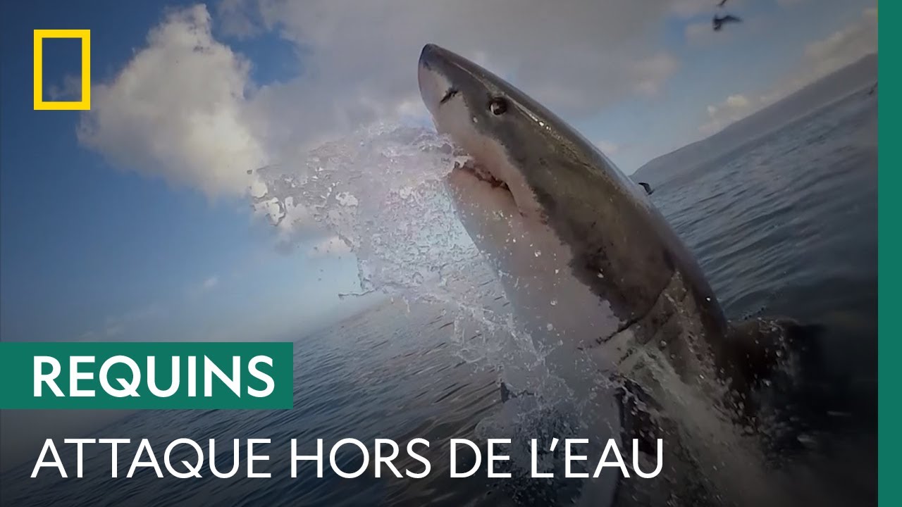 Documentaire | Ce leurre peut-il permettre aux scientifiques d’étudier ...