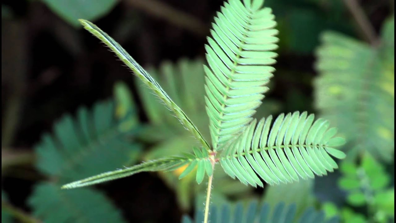 Touch-me-not plant/sensitive plant (mimosa pudica) leaves in action | लाजाळूचे झाड