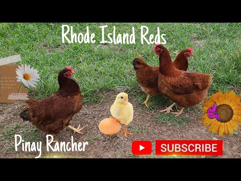 HENS - RHODE ISLAND REDS