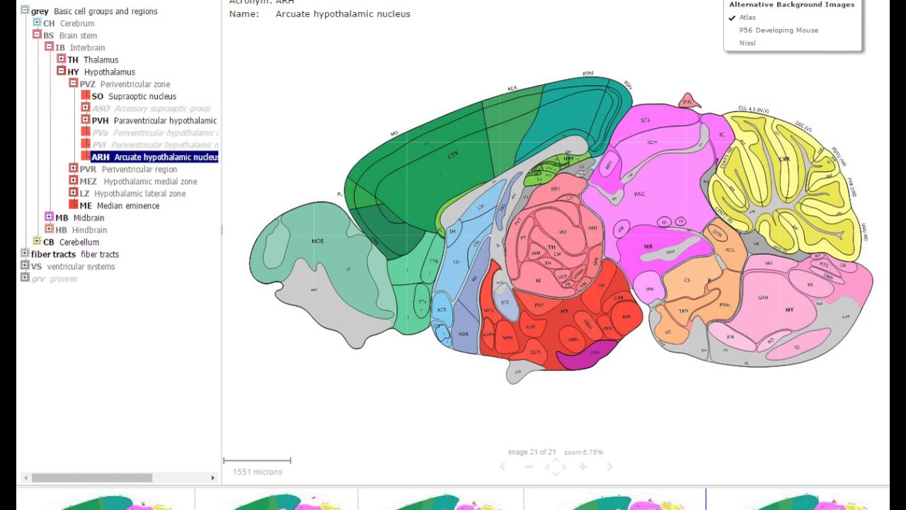Allen atlas brain map org guide