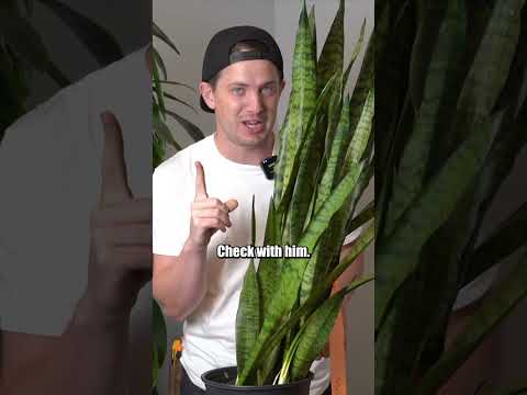 How to fix a LEANING SNAKE PLANT! Full video is up! #houseplants