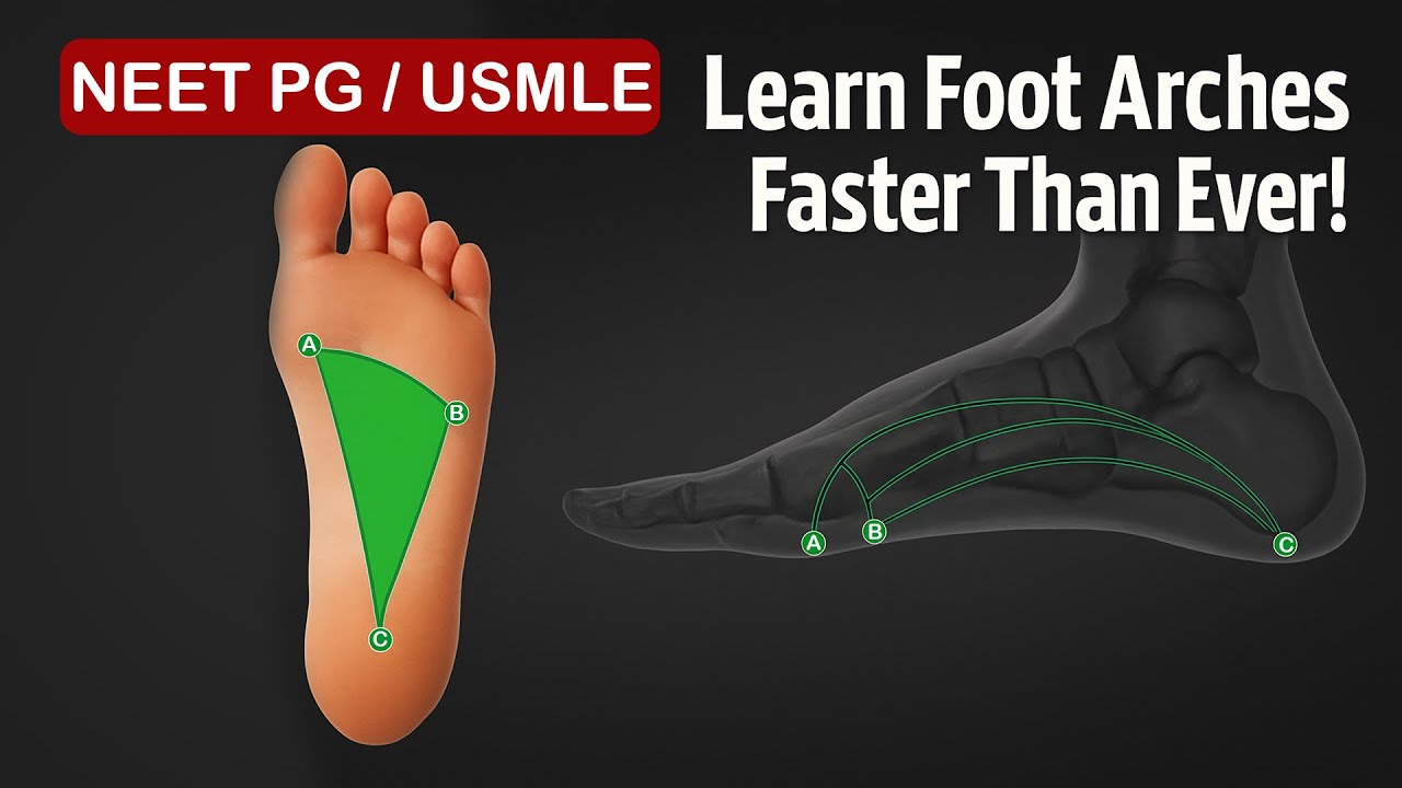 Arches of Foot Anatomy Made Easy | Medial, Lateral & Transverse Arches Explained