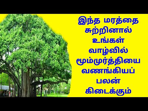 Astrological Benefits Of Doing Pradakshina For Peepal Tree In Tamil | KalyanaVirundhu