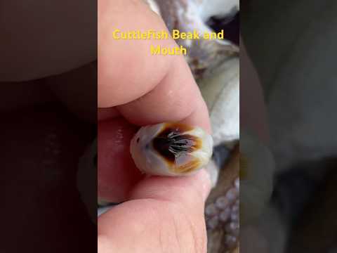 Cuttlefish Beak and Mouth: A Closer Look at the Predator’s Bite #cuttlefishbeak