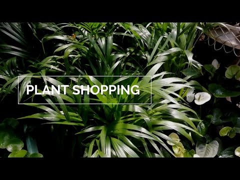 Plant Shopping at Starke Ayres and Hart Nursery