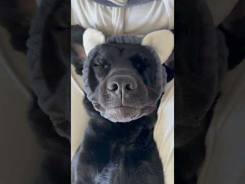 Spaw Sunday with full body massage 😇 #dogs #labrador #massage #cute #spa