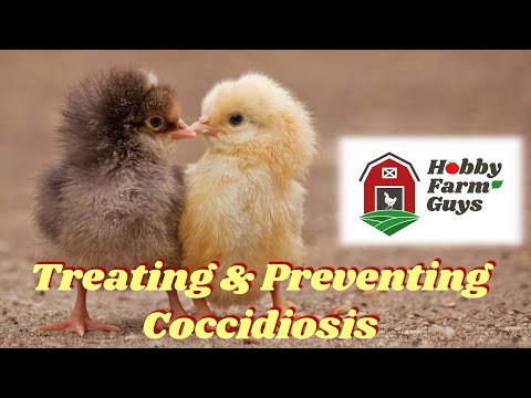 Treating & Preventing Coccidiosis in Chickens