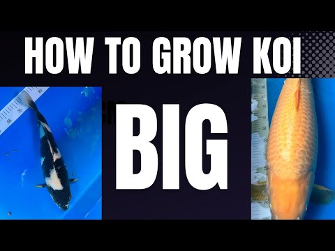 KOI MEASURE UP***NEW METER***NEW FISH ( KOI POND ) #jumbokoi #largekoi