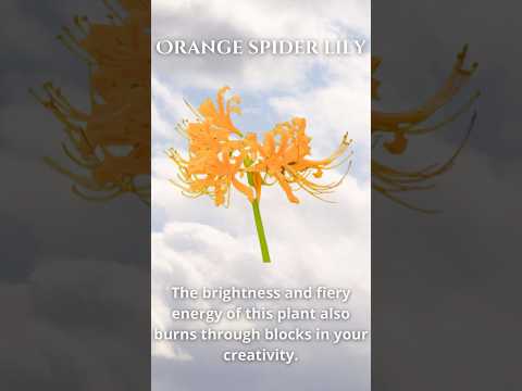 Orange Spider Lily Symbolic Meaning 🧡 want to learn more ? Click the link in our bio!!!