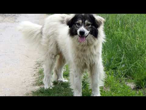 Karakachan dog