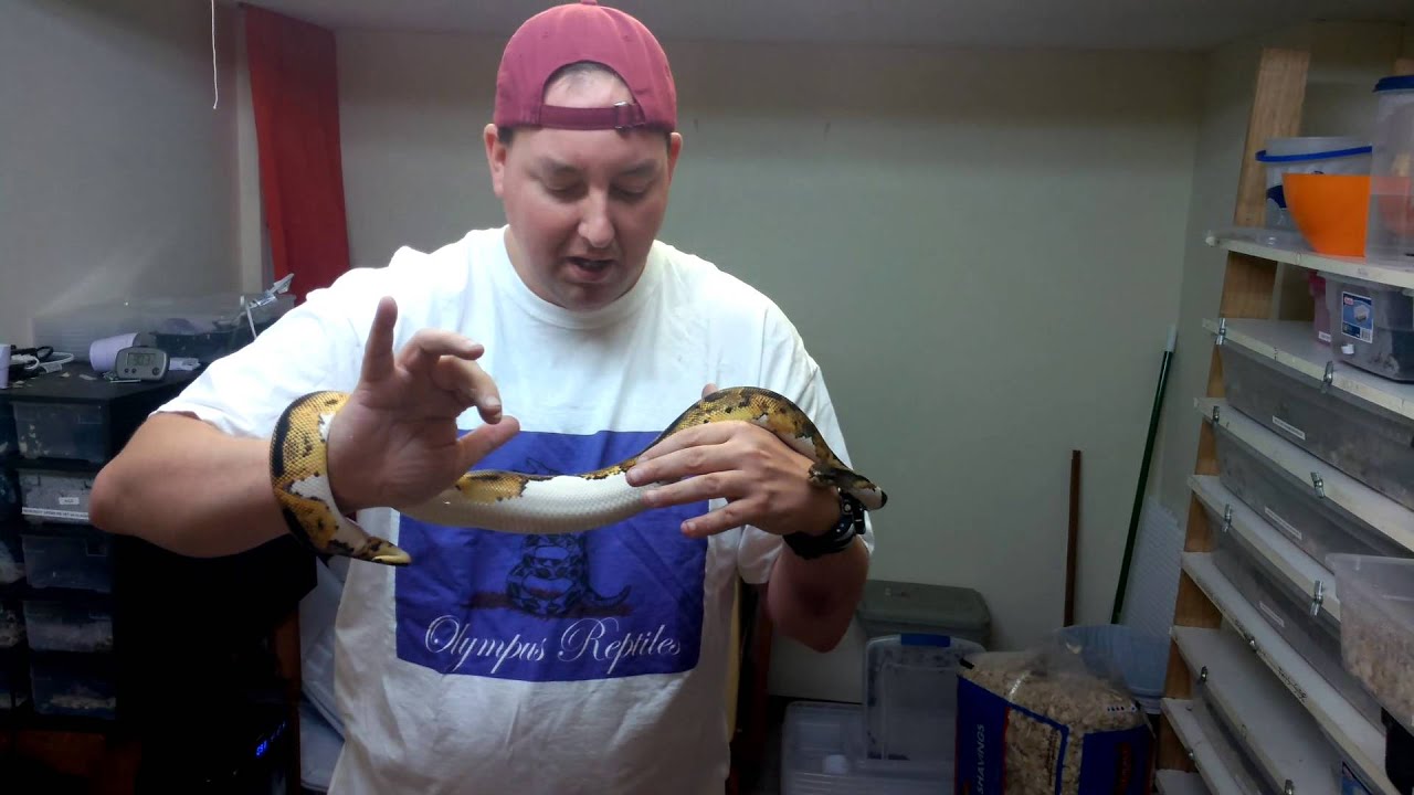 Olympus Reptiles ball python morphs #4 Pied