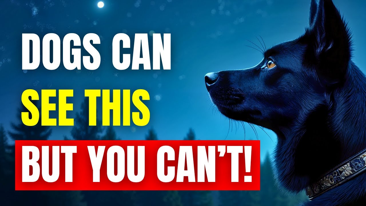 11 STRANGE Things ONLY Dogs Can See And Hear But You Can't! | K9Pedia