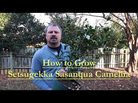 How to grow Setsugekka Sasanqua Camellia with a detailed description