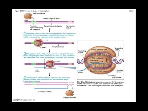 Chapter 3.11 Protein Synthesis BIO201