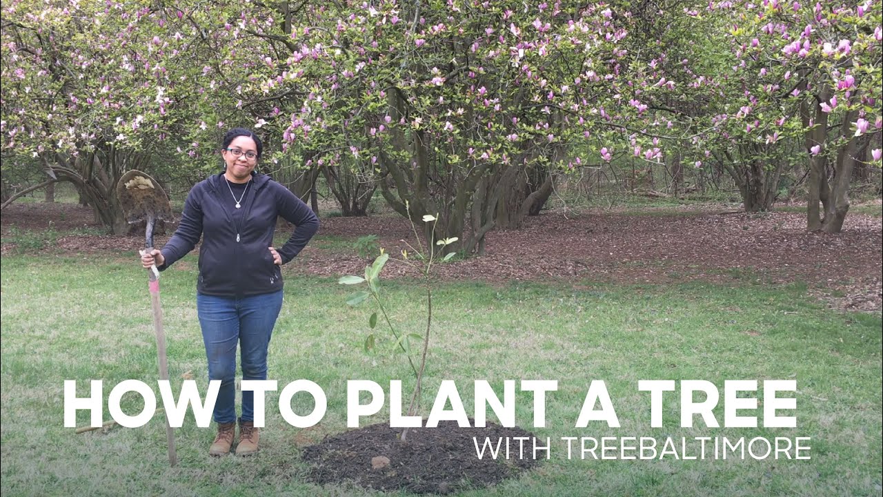 How To Plant A Tree with TreeBaltimore