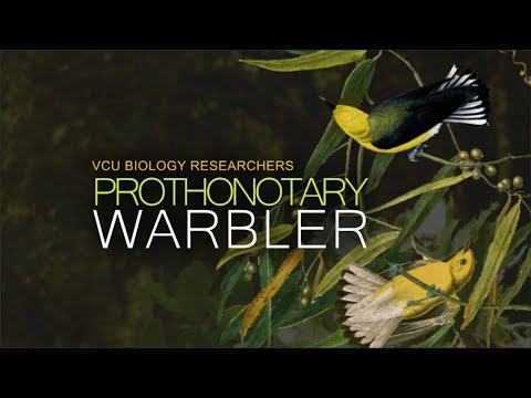 VCU Biology Researchers - The Prothonotary Warbler