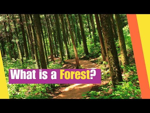 What is a Forest? Learn about the Plants and Animals that Live in a Forest Biome | Lesson Boosters