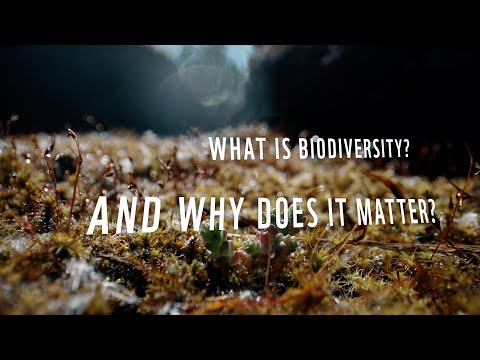 What is biodiversity? And why does it matter? | COP15 in Montreal