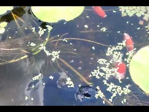 Aquarium Duckweed • Care Guide (Propagation & Tank Setup)