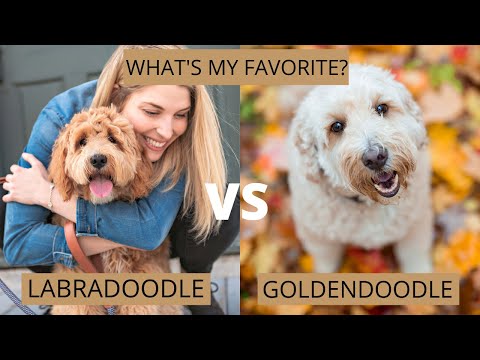 Labradoodle vs Goldendoodle - Which Is Better?