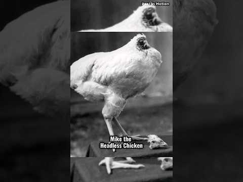 The Unbelievable Story of Mike the Headless Chicken.