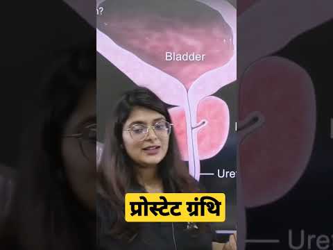 प्रोस्टेट ग्रंथि क्या होती हैं?by neerajma'am#sciencefact #prostate#malereproductivesystem #trending