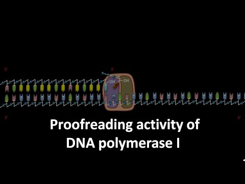 Proofreading activity of DNA polymerase 1 in E. coli