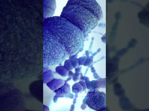 Streptococcus pneumoniae animation | pneumococcal bacteria | pneumococcal diplococci animation