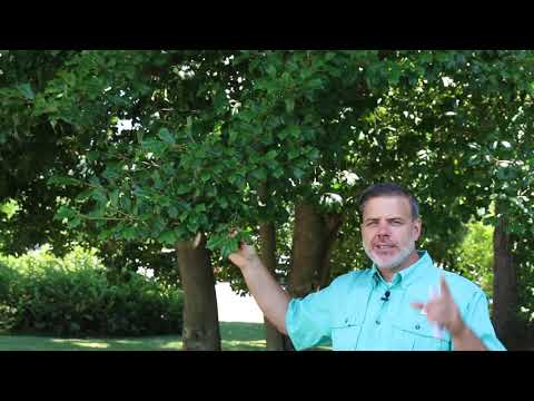American holly (Ilex opaca) - Plant Identification