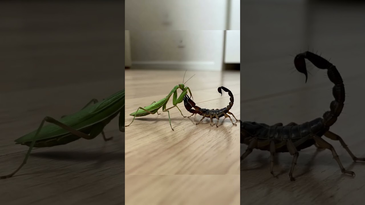 Praying Mantis vs Scorpion Who is Stronger?  #mantis #scorpion #insects