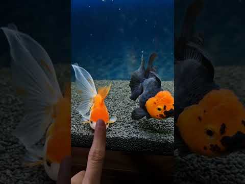 ππ‘ #goldfish #aquarium #fish #oranda #shorts