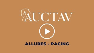 Fiche Cheval MADISON DU PONT - Vente du Jeudi 24 Août 2023 - Auctav