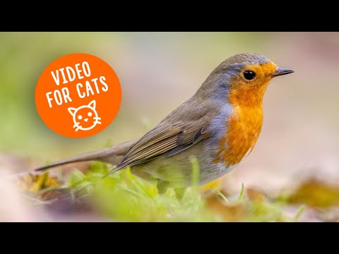 TV for cats with robin bird - Relaxing videos for cats with birds & Nature sounds