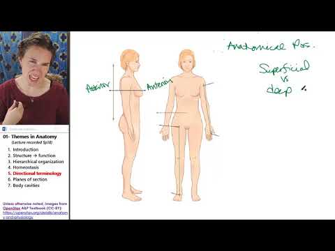 Anatomical Themes 5- Directional terminology