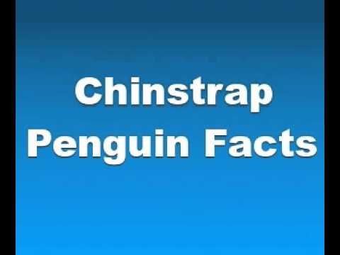 Chinstrap Penguin Facts - Facts About Chinstrap Penguins