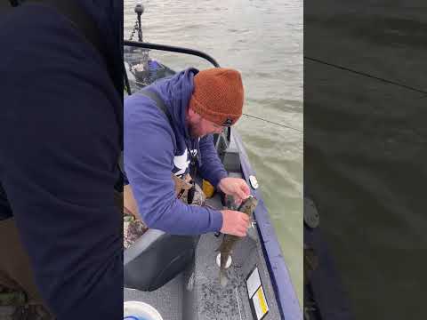 That’s not a skipjack #fishing