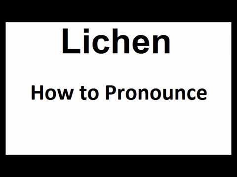 How to pronounce Lichen||How to say Lichen||Lichen Pronunciation||ABDictionary