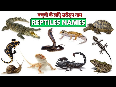 Reptiles Name | Reptiles And Amphibians | Reptiles Names for Kids Toddlers, Kindergarten & Preschool