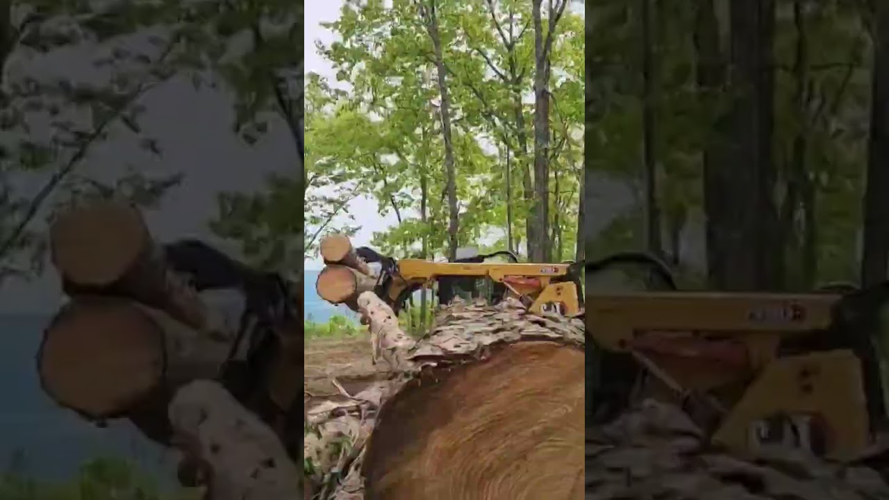 Pushing Large Pine Tree Over With CAT 299D3XE